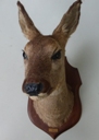 Antique Taxidermy